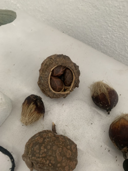 Lecythis lurida_百度百科