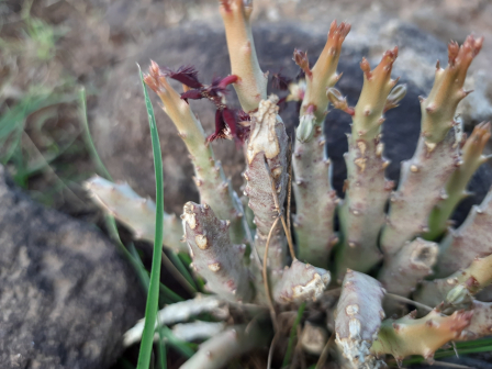 Caralluma fimbriata_百度百科