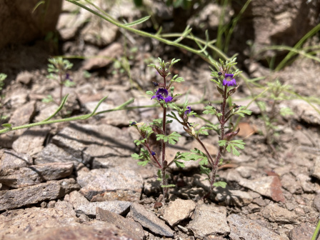 Schistophragma intermedium_百度百科