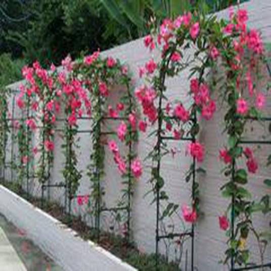 Mandevilla 'Red Velvet'_百度百科