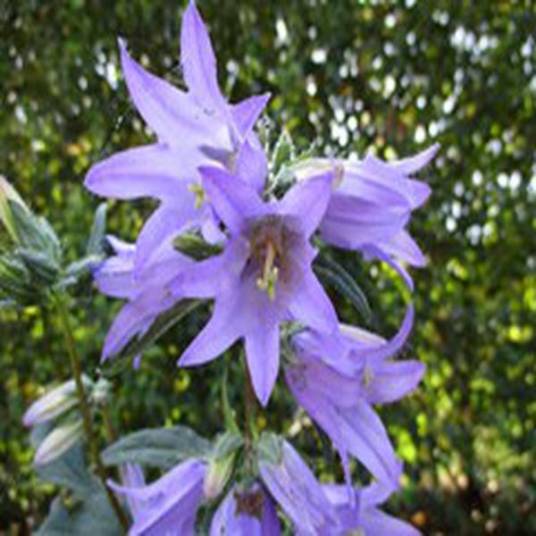 Campanula trachelium_百度百科