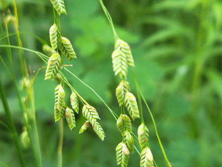 Glyceria canadensis_百度百科