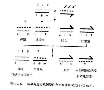 ClB技术_百度百科