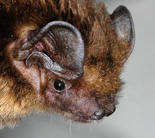 绒山蝠_百度百科
