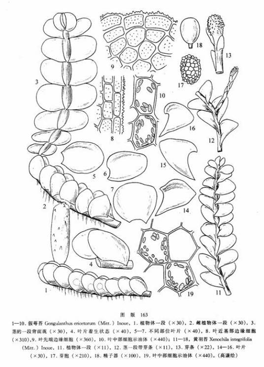 假萼苔_百度百科