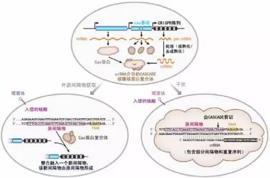 基因组编辑三大利器：TALEN、ZFN和CRISPR/Cas_百科TA说