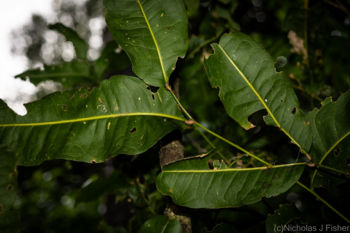 Atalaya multiflora_百度百科