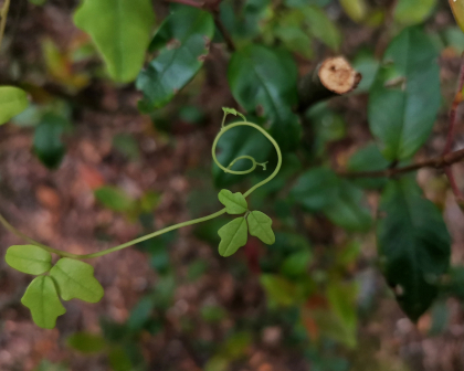 Boquila trifoliolata_百度百科