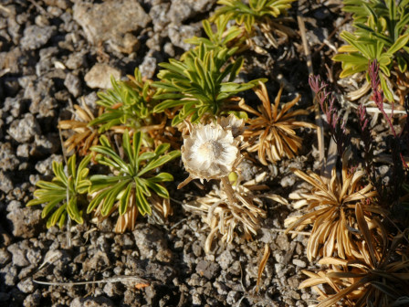 Gamocarpha alpina_百度百科