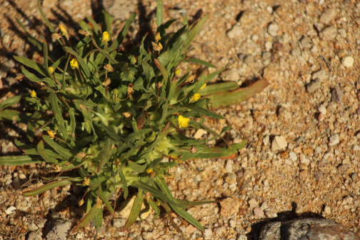 Tetrapteron palmeri_百度百科