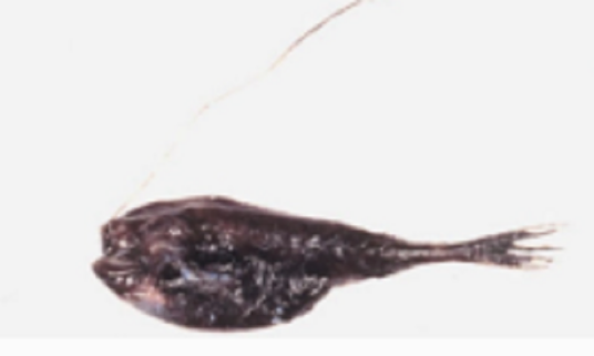 吻巨棘角鮟鱇_百度百科