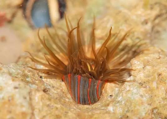 纵条矶海葵_百度百科