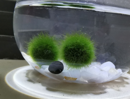 MARIMO_百度百科