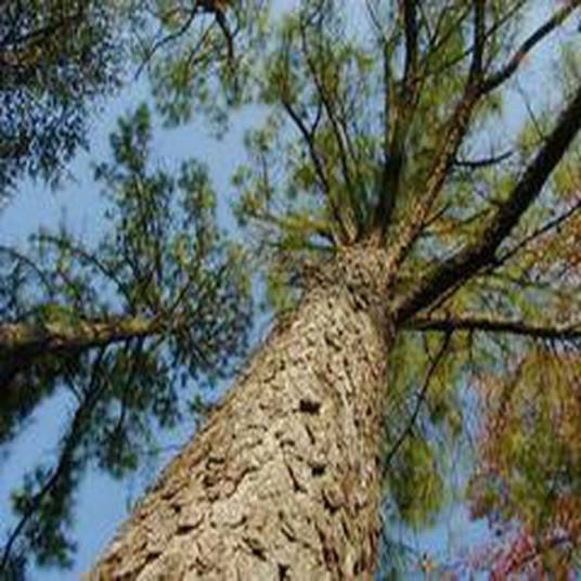 Pinus taeda_百度百科