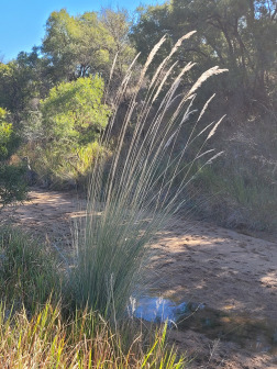 Miscanthus junceus_百度百科