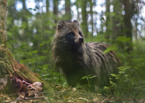 貉（犬科貉属动物）_百度百科