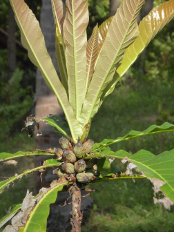 Ficus pseudopalma_百度百科