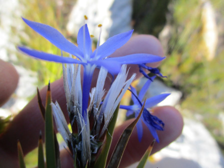 Nivenia inaequalis_百度百科