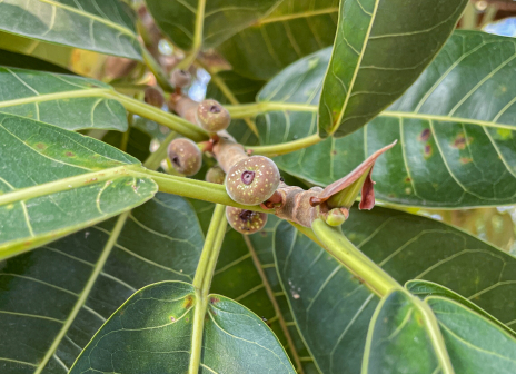 Ficus crocata_百度百科