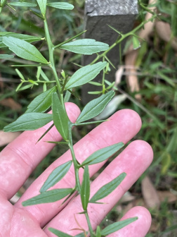 Citrus australis_百度百科