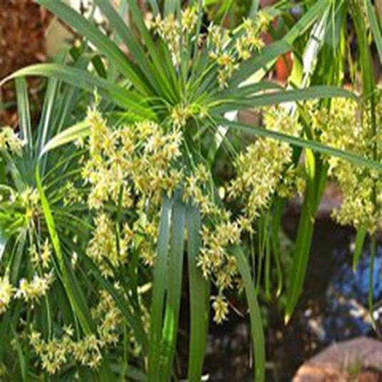 Cyperus involucratus 'Baby Tut'_百度百科