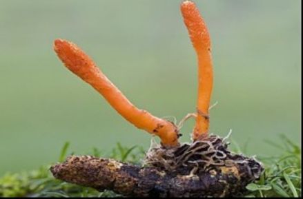 蛹虫草子实体_百度百科