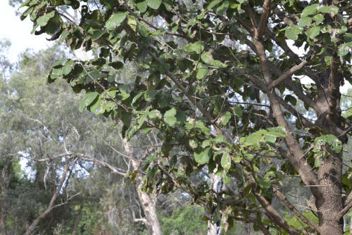 Ficus scobina_百度百科