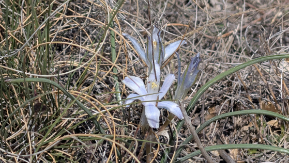 Androstephium coeruleum_百度百科