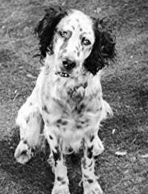 Banjo the Dog_百度百科