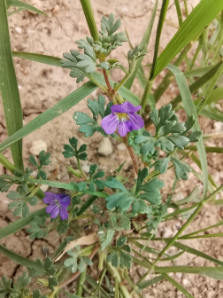 Schistophragma intermedium_百度百科