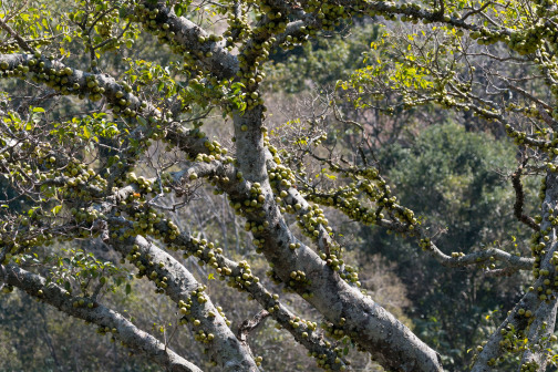 Ficus polita_百度百科