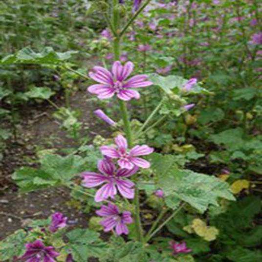 Malva sylvestris_百度百科