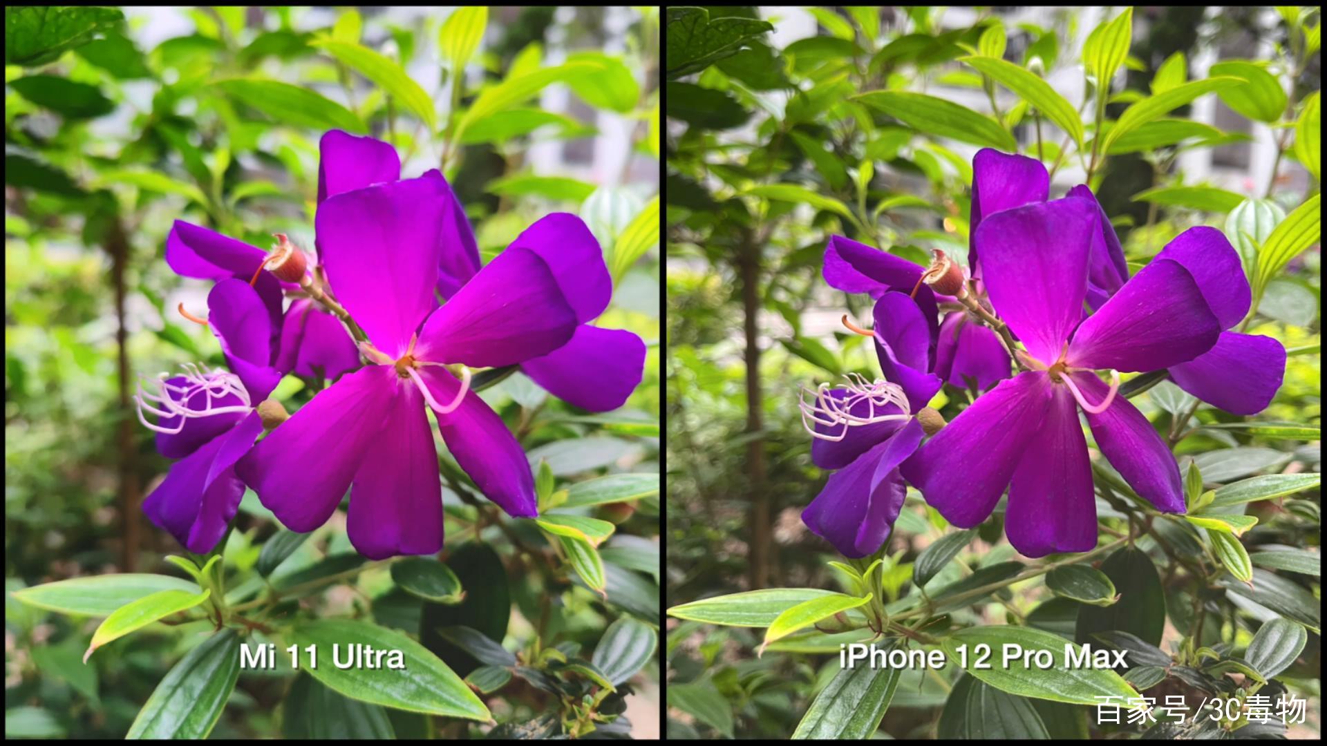 小米11Ultra和iPhone12ProMax拍照对比：5组照片看出大区别_百科TA说