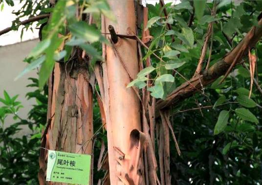 尾叶桉家系LF38_百度百科