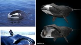 弓头鲸_百度百科