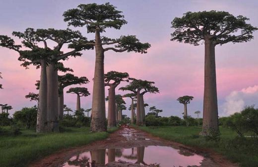 猴面包树（木棉科猴面包树属植物）_百度百科