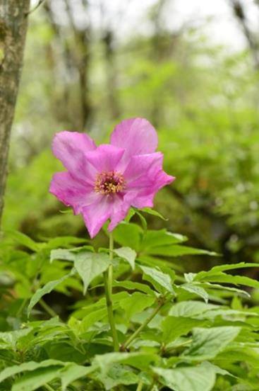 Paeonia lactiflora 'Alice Harding'_百度百科