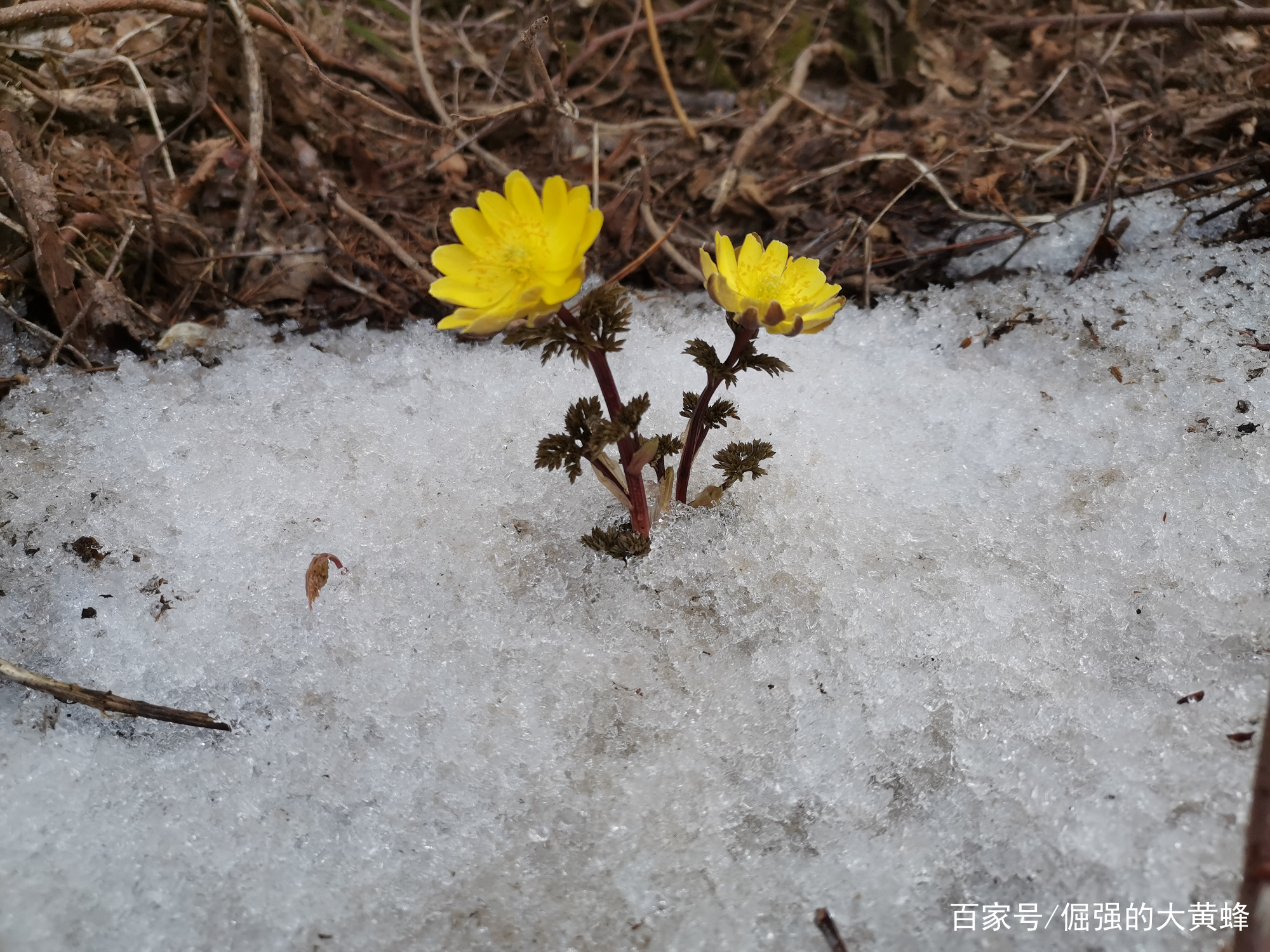 长在冰雪中的冰凌花_百科TA说