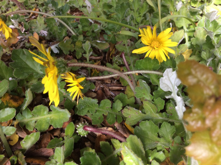 Arctotheca prostrata_百度百科