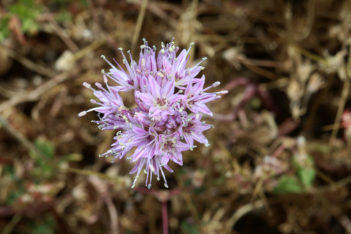 Allium howellii_百度百科