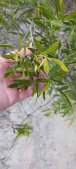 Olea exasperata_百度百科