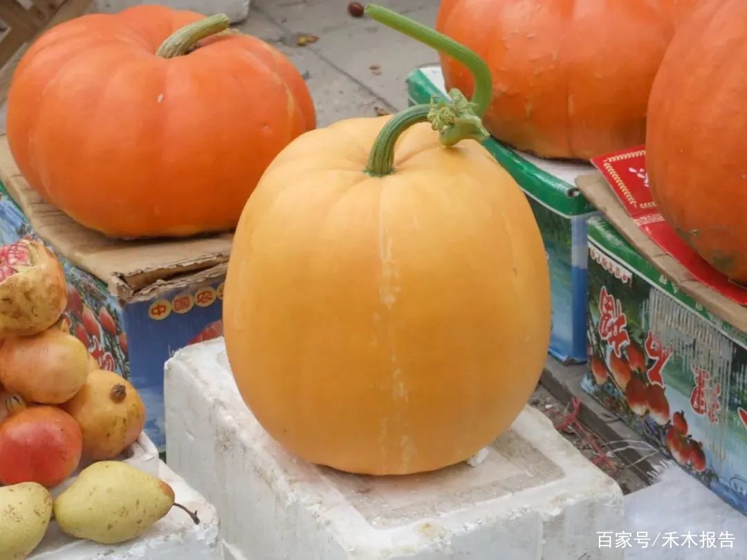 它是南瓜的亲戚，俗称“北瓜”，国外种了当装饰品，国内做药材_百科TA说