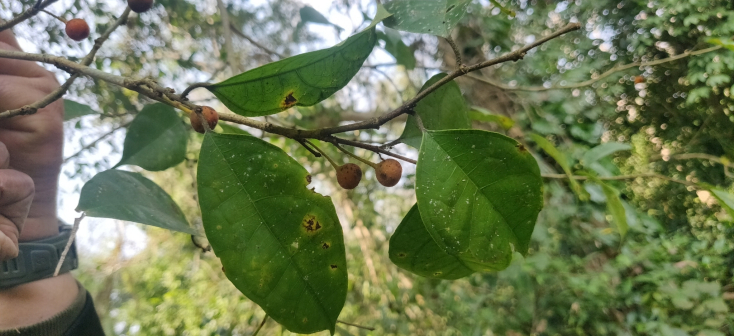Ficus sinuata_百度百科