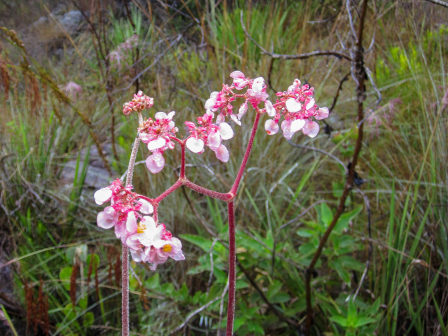 Begonia grisea_百度百科