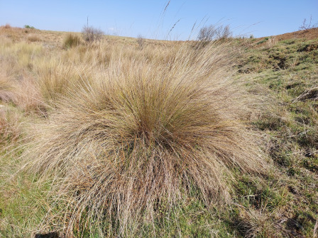 Miscanthus junceus_百度百科