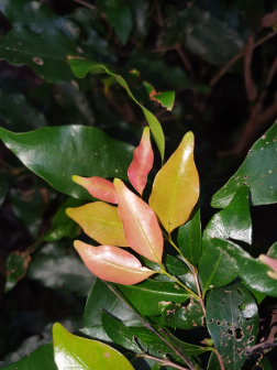Gossia punctata_百度百科