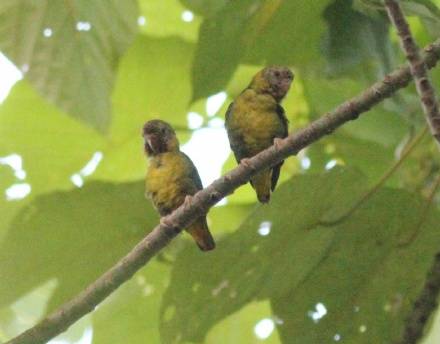 黄胸侏鹦鹉_百度百科