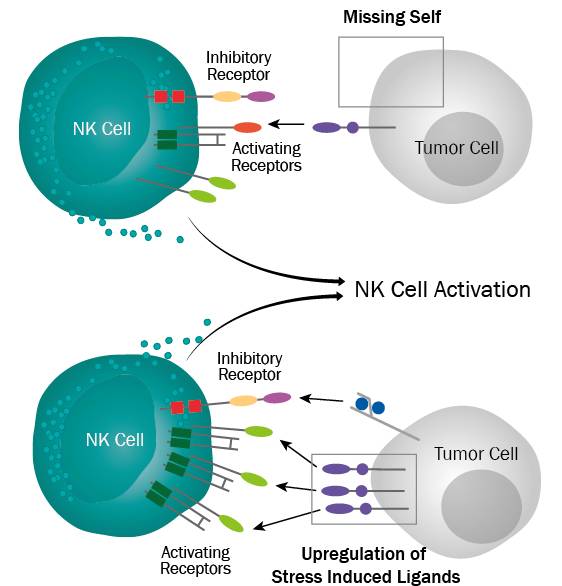 NK细胞的三重武功：自身受体、ADCC、CAR-NK_百科TA说