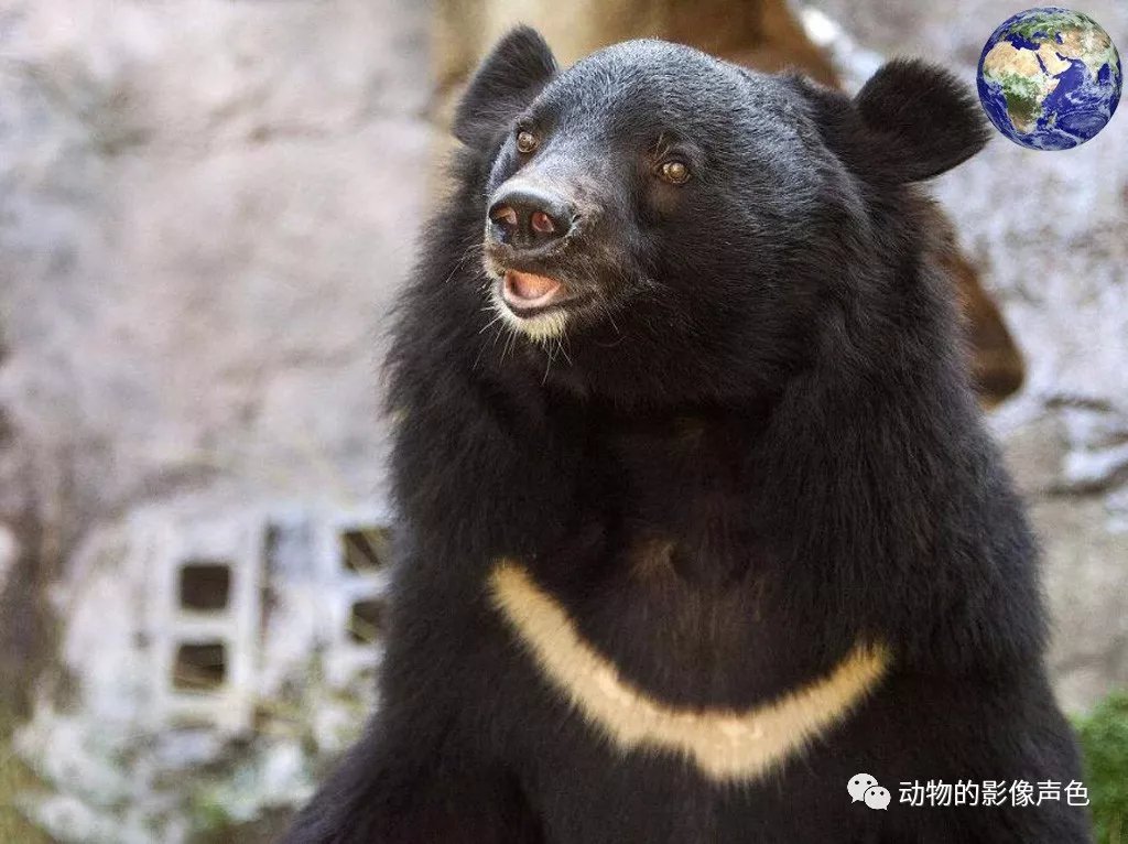 台湾黑熊_百度百科