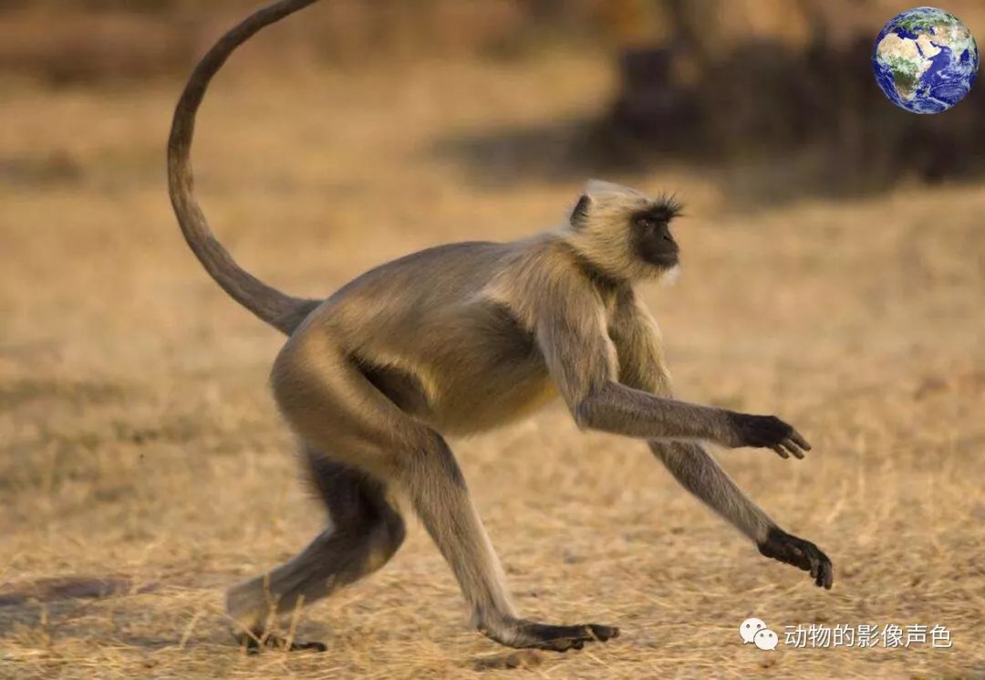 这种猴子的尾巴是自己身体的两倍长，还长得眉清目秀_百科TA说
